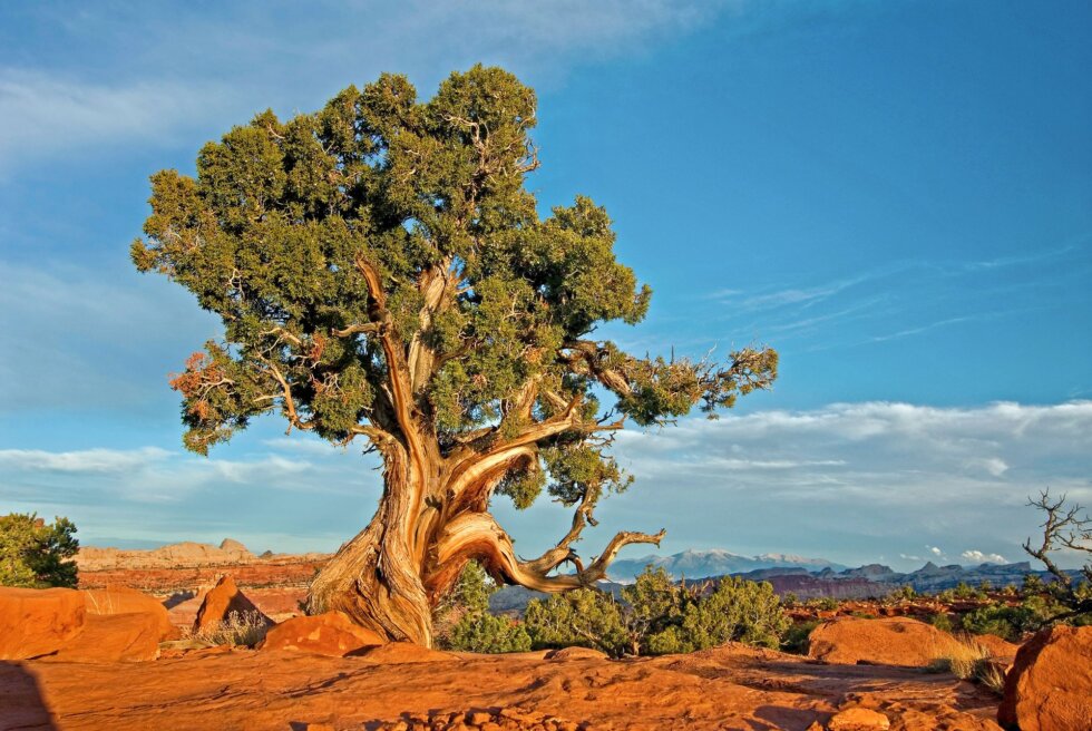 Behind the Name: How Juniper Systems Chose the Perfect Identity for ...