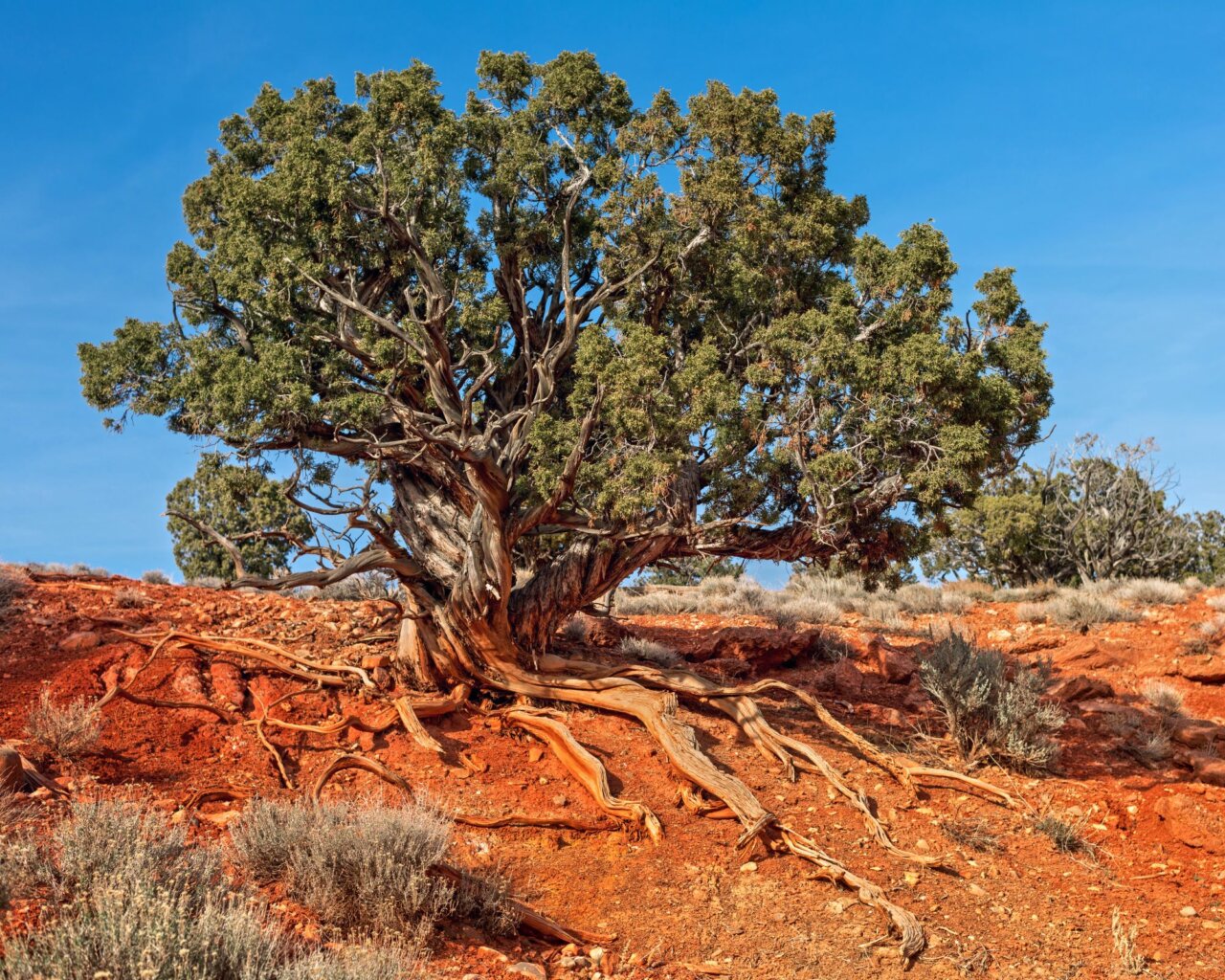 Behind the Name: How Juniper Systems Chose the Perfect Identity for ...